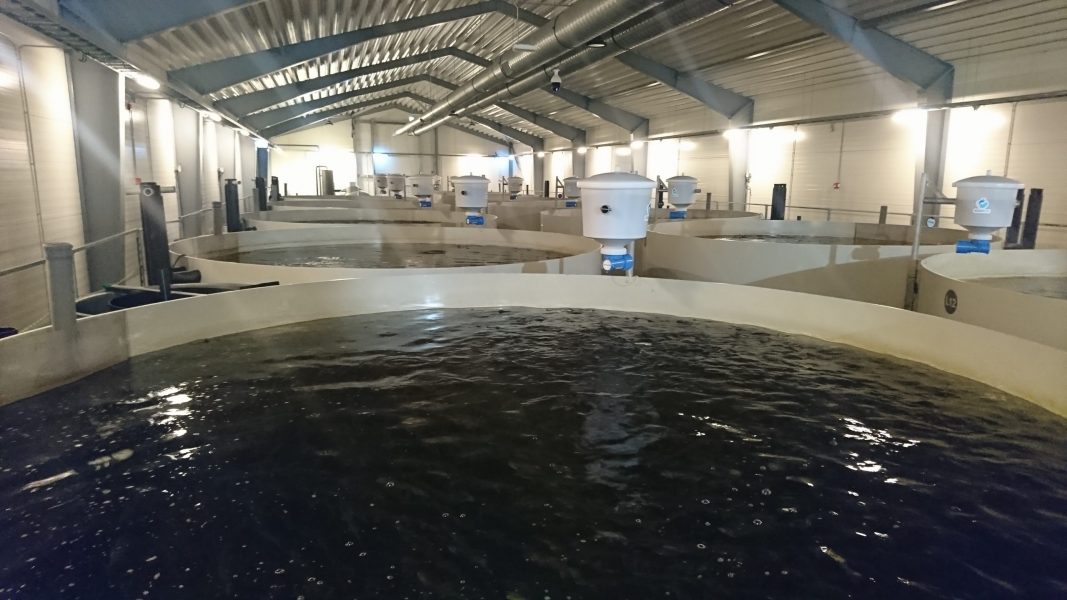 Design and construction of fish farm buildings and territory complex ...